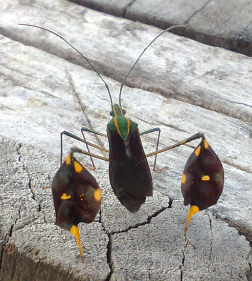 Leaf Footed Bug Spiritual Meaning: Exploring Symbolism and Connection ...