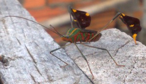Leaf Footed Bug Spiritual Meaning: Exploring Symbolism And Connection ...