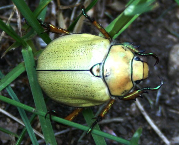 Goldsmith Beetle: All You Need To Know In A Nutshell - What's That Bug?