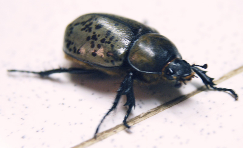 Eastern Hercules Beetle: Quick Guide to These Impressive Insects - What ...