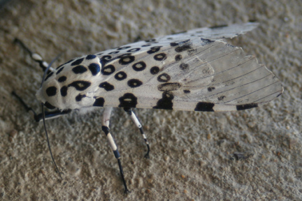 Exploring the Journey of the Giant Leopard Moth Life Cycle