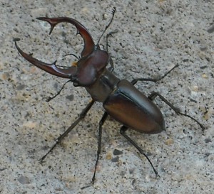 What are these bugs? (apartment, house, groceries) - Huntsville-Madison ...