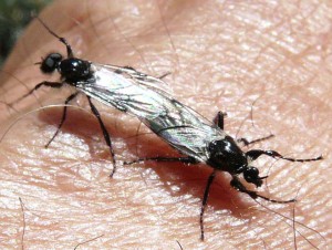 March Fly: All You Need to Know for a Bite-Free Summer - What's That Bug?