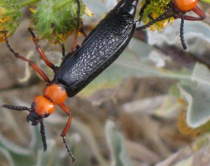 Blister Beetle: Quick Guide to Identify and Manage Infestations - What ...