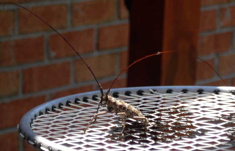 What Do White Spotted Sawyer Beetles Eat? A Quick Guide to Their Diet ...