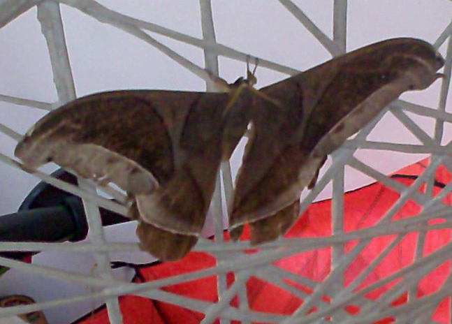 How to Raise Giant Silk Moths: A Simple Guide for Beginners - What's ...