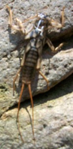 Mayfly vs Stonefly: Unraveling the Key Differences - What's That Bug?