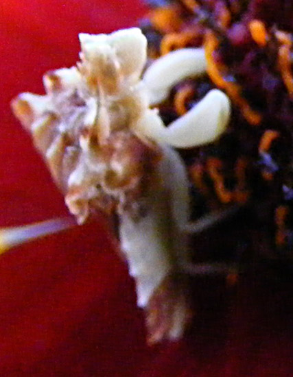 Jagged Ambush Bug: All You Need to Know in a Nutshell - What's That Bug?