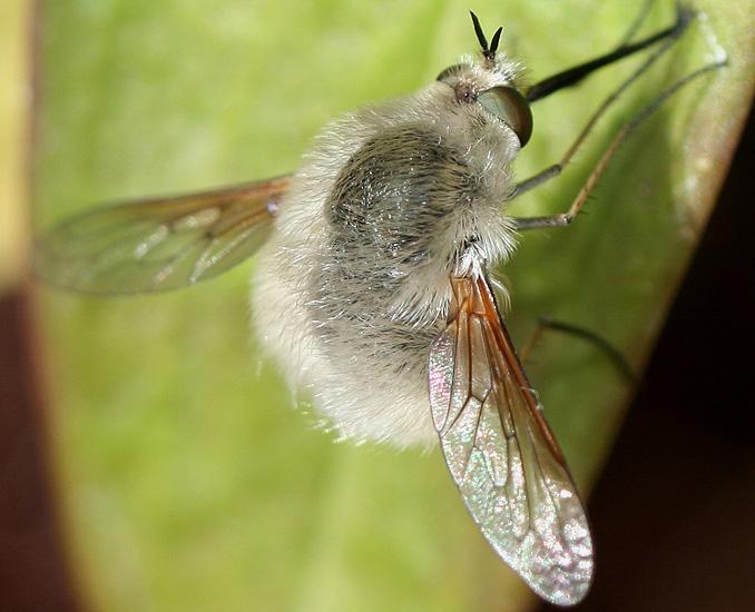 Bee Fly, but which one??? - What's That Bug?