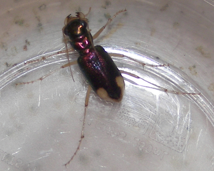 Exploring Tiger Beetles: The Truth About Their Predatory Nature