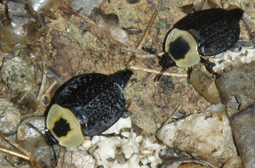 Carrion Beetle: All You Need To Know For Nature Enthusiasts - What's ...