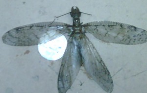 Dobsonfly Guide: Everything You Need To Know - What's That Bug?