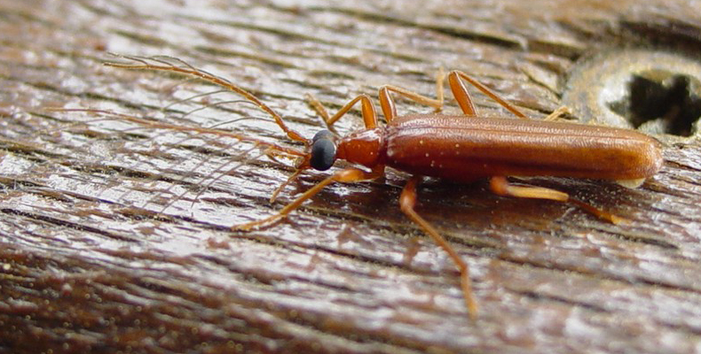Fire Colored Beetle: Essential Facts for Enthusiasts - What's That Bug?