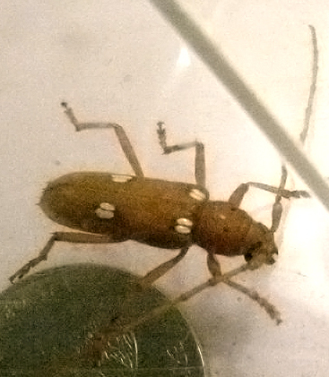 Ivory Marked Beetle Spiritual Meaning: Unveiling the Symbolism - What's ...