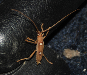 Ivory Marked Longhorn Beetle Bite: Poisonous or Harmless? - What's That ...