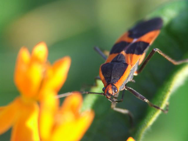 Large Milkweed Bug: All You Need to Know in a Nutshell - What's That Bug?
