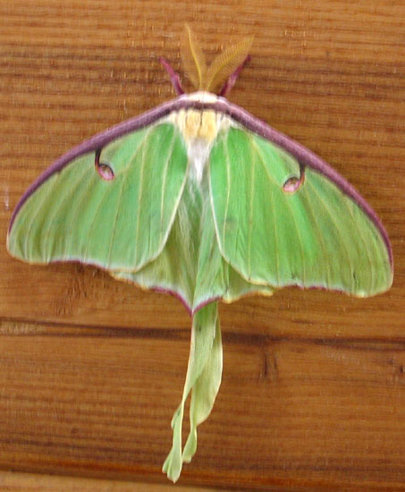 Luna Moth Meaning: All You Need To Know For A Fascinating Insight ...