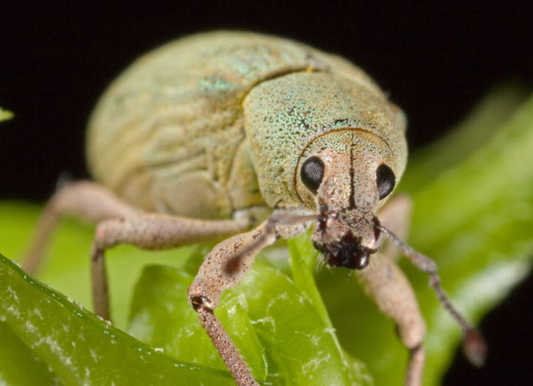Do Weevils Bite Humans? Truth Revealed - What's That Bug?