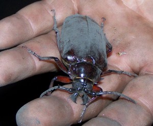 California Prionus Guide: Important Insights and Facts Explained