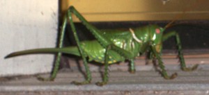 Simplified Katydid: Your Quick Handbook For Essential Knowledge - What ...