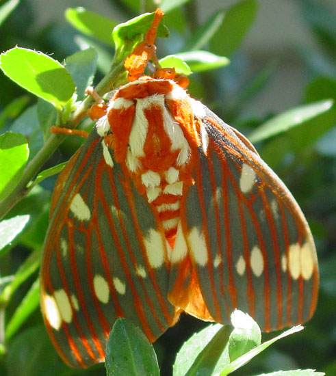 What Do Hickory Horned Devils Eat? A Friendly Guide to Their Diet ...