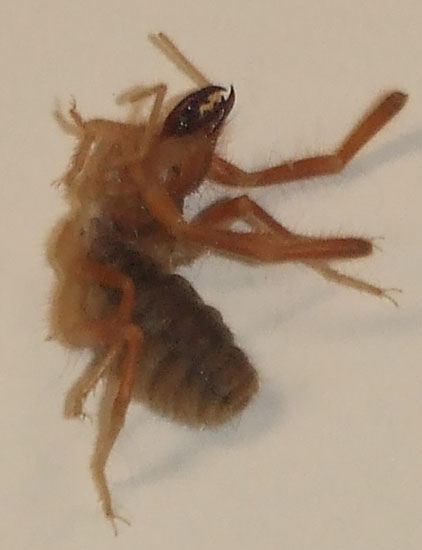 How to Quickly Get Rid of Camel Spiders: A Simple 3-Step Guide