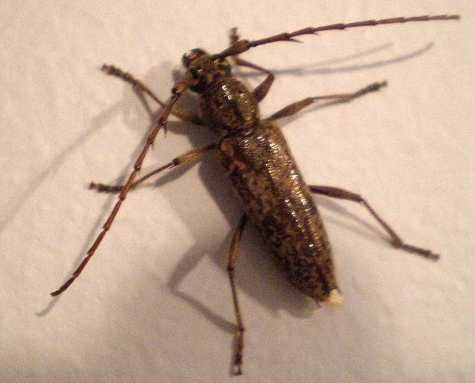 Spined Oak Borer: Essential Facts For Tree Enthusiasts - What's That Bug?