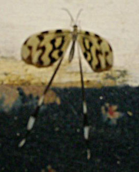 Lacewing: Nature's Secret Weapon Unveiled for Gardeners