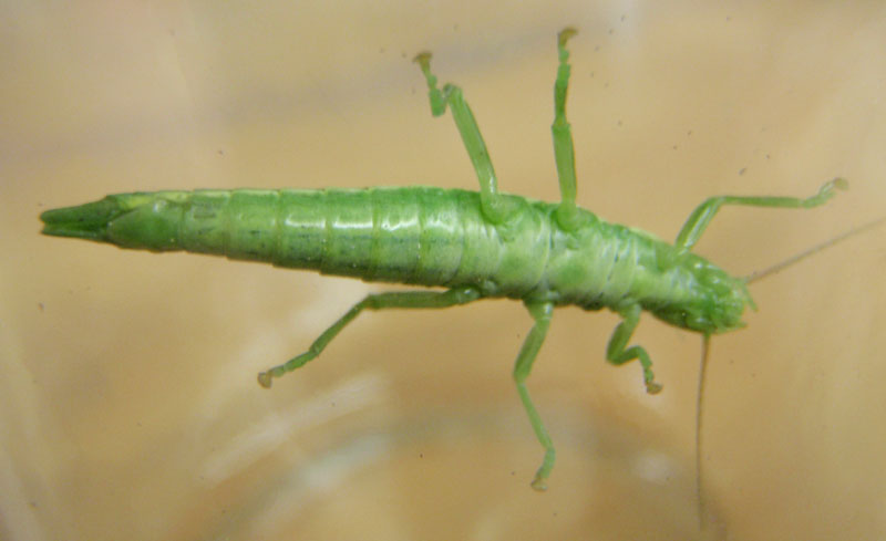 Timema: All You Need to Know - Quick & Friendly Guide - What's That Bug?