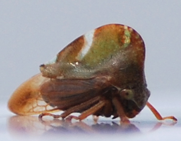 Treehopper: All You Need to Know in a Nutshell - What's That Bug?
