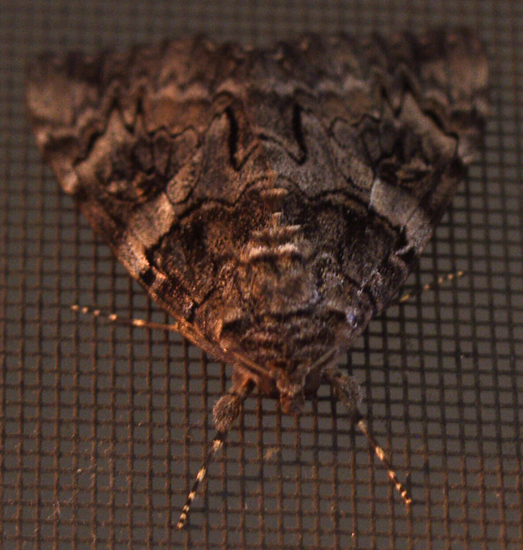 Red Underwing Moth: All You Need to Know - Quick and Comprehensive ...