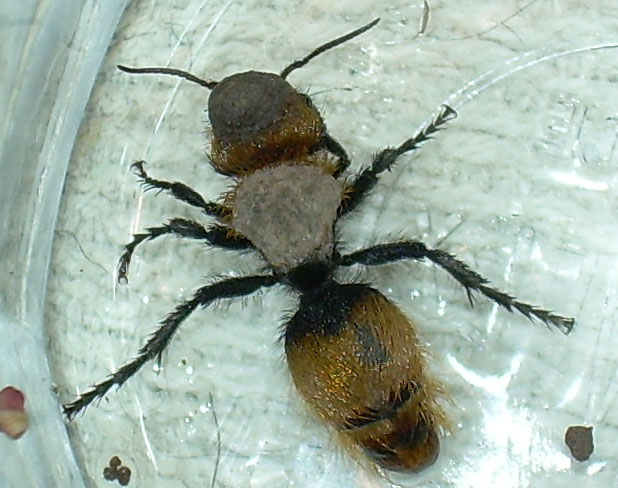 What Is A Cow Killer? Why Are Red Velvet Ants Called So? - What's That Bug?