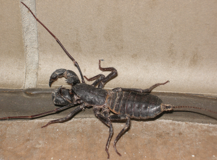 Where Do Tailless Whip Scorpions Live: Exploring Their Natural Habitat ...