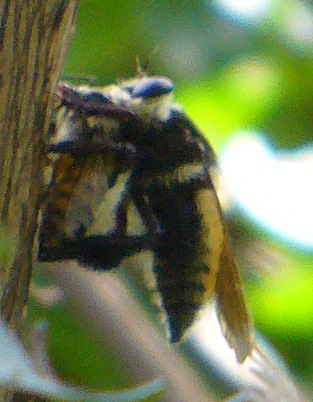 Where Are Robber Flies Found? Discover Their Unique Habitats - What's ...