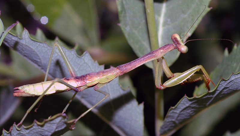 Carolina Mantis Life Cycle: A Fascinating Journey Of Transformation ...