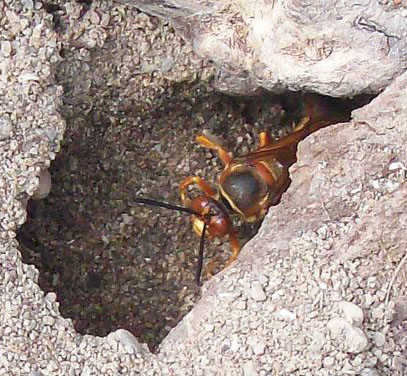 Cicada Killer Vs Japanese Hornet: 6 Main Differences - What's That Bug?