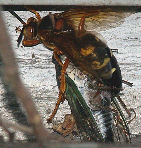 Natural predators of cicada killer wasps - Aslohk