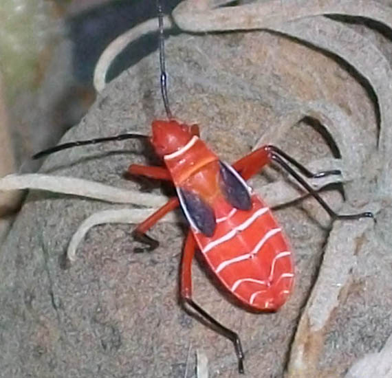 Essential Guide To Managing Cotton Stainer Infestations - What's That Bug?