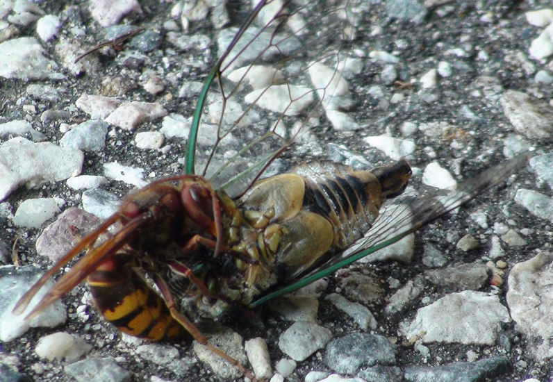 Do Cicada Killer Wasps Sting? Truth Revealed - What's That Bug?