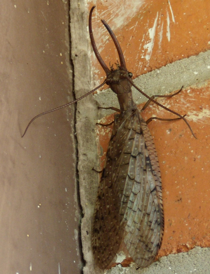 Dobsonfly - All You Need To Know - What's That Bug?