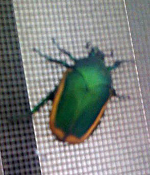 Figeater Beetle: All You Need to Know in a Nutshell - What's That Bug?