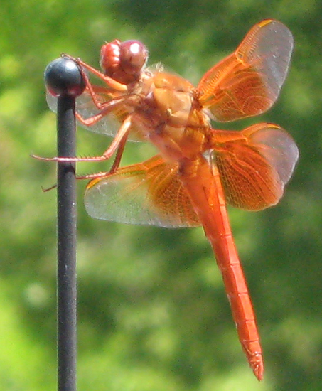 Flame Skimmer: All You Need To Know For Dragonfly Enthusiasts - What's ...