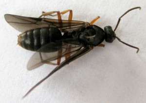 Flying Ant: All You Need to Know Uncovered - What's That Bug?