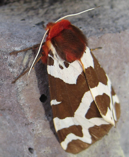 Garden Tiger Moth: All You Need To Know - What's That Bug?