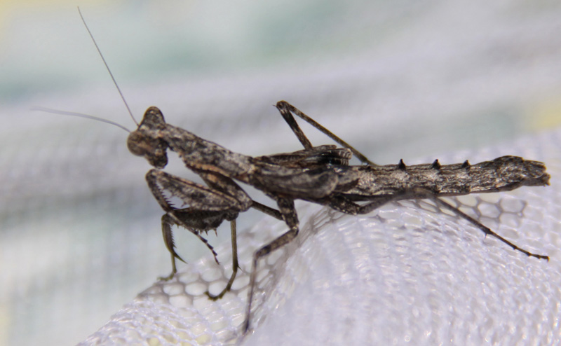 Ground Mantid - What's That Bug?