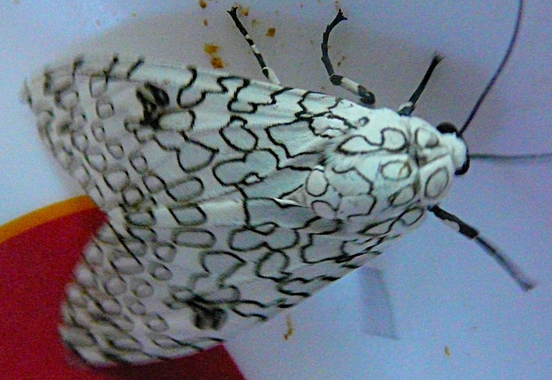 Giant Leopard Moth: Essential Facts and Fascinating Insights - What's ...