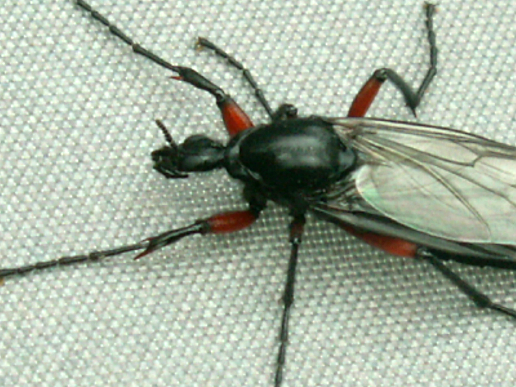 March Fly: All You Need To Know For A Bite-Free Summer - What's That Bug?