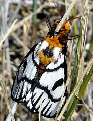 Buck Moth Caterpillar: All You Need To Know For Safe Encounters - What ...