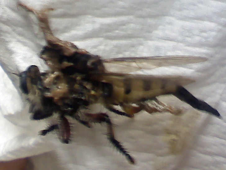 How to Get Rid of Robber Flies: Effective Methods & Prevention Tips ...