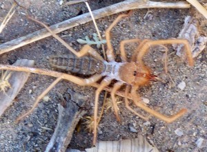 Sun Spider: All You Need To Know In A Nutshell - What's That Bug?